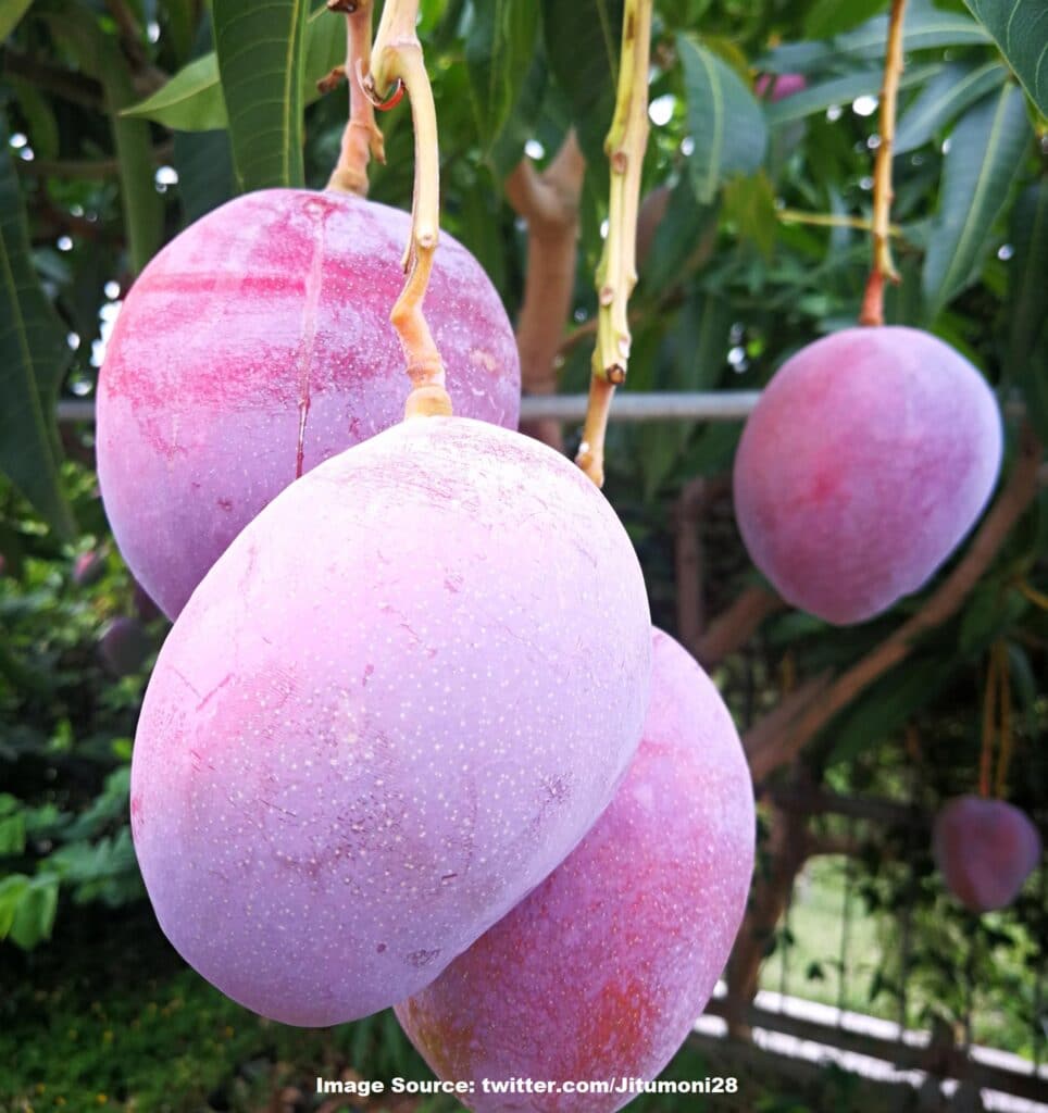 Fascinating Facts About Miyazaki- World’s Costliest Mangoes - KuchBhi
