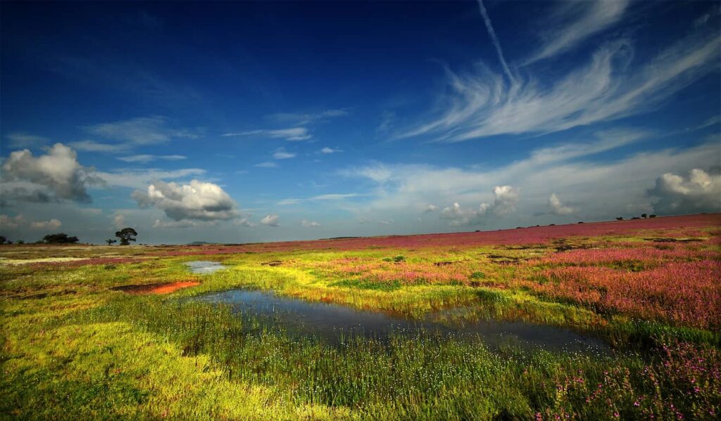 Kaas Plateau: Satara's Enchanting Blooms - KuchBhi